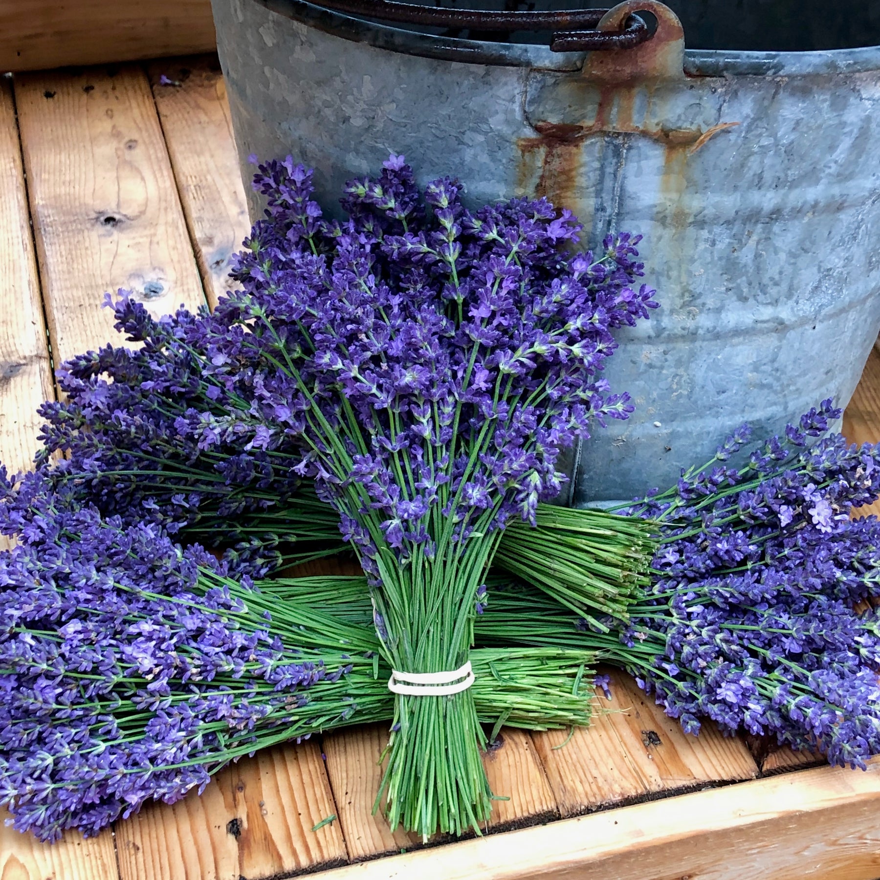 R&B Lavender Farm - Family Owned Lavender in Ontario