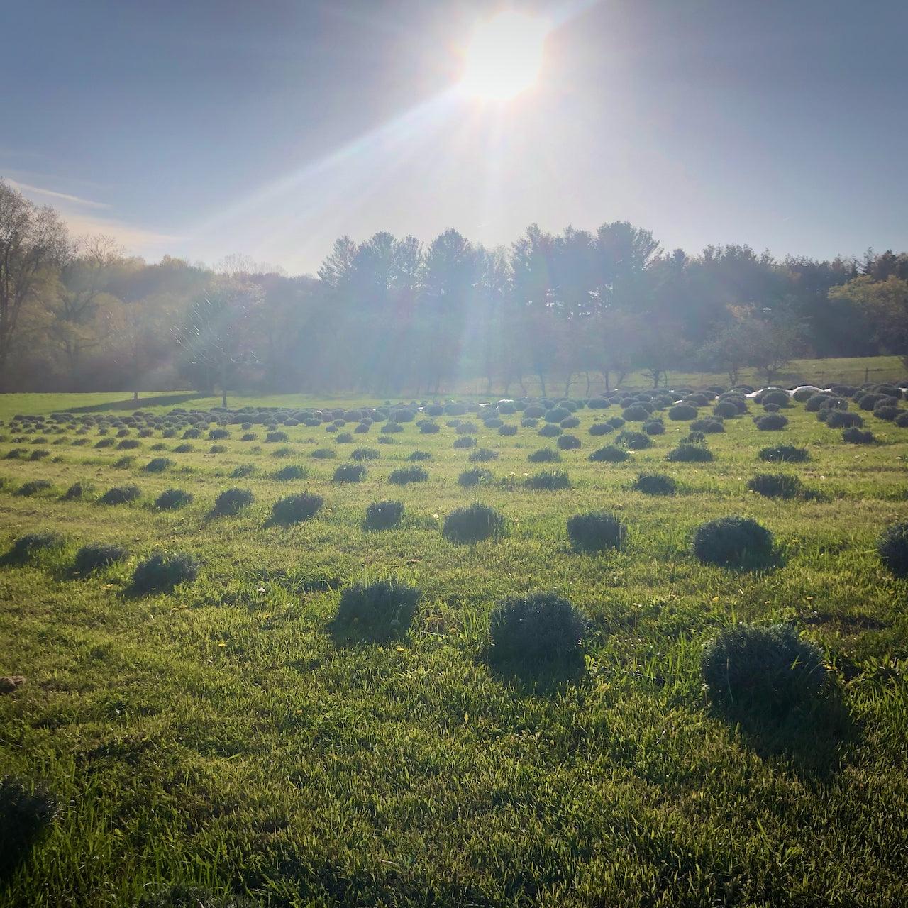 R&B Lavender Farm - Small Batch | Family Owned | Ethically Grown.