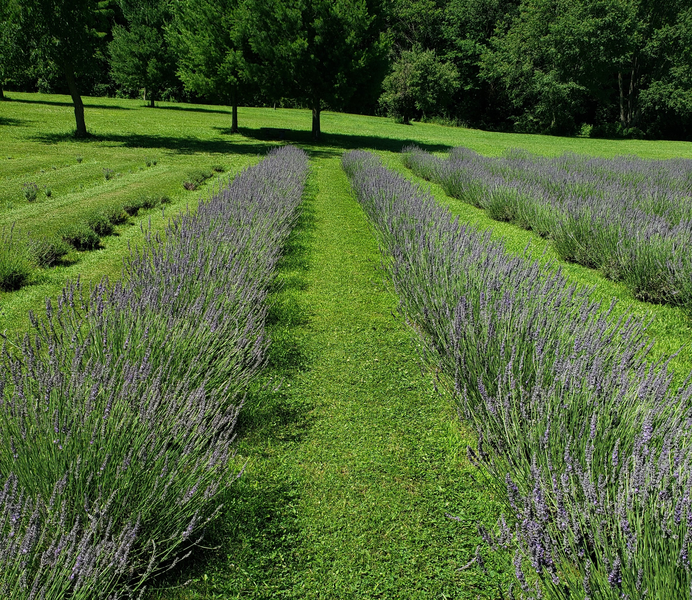R&B Lavender Farm - Family Owned Lavender in Ontario